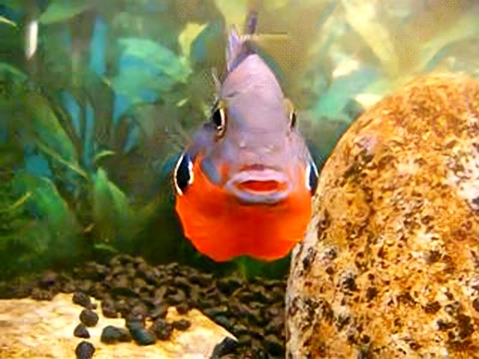Moonlighting - Firemouth Meeki Cichlid Fish