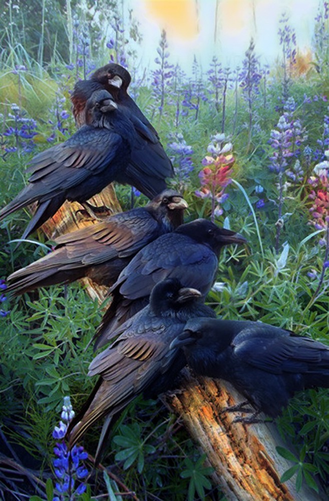Moonlighting - Raven Family 1st filter