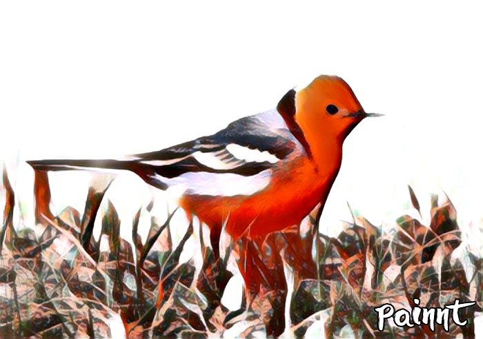 Moonlighting - Little bird