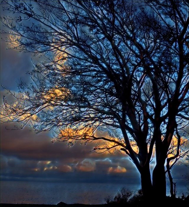 Moonlighting - Trees by the Bay late this afternoon 💙🎃